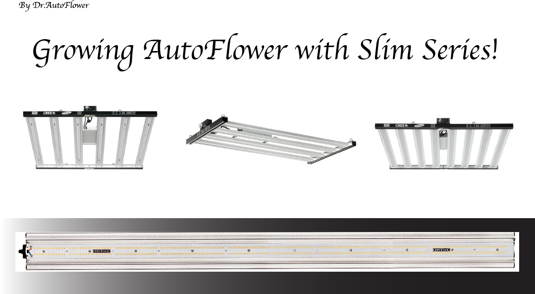 Growing Autoflowers With Slim Series — Optic LED